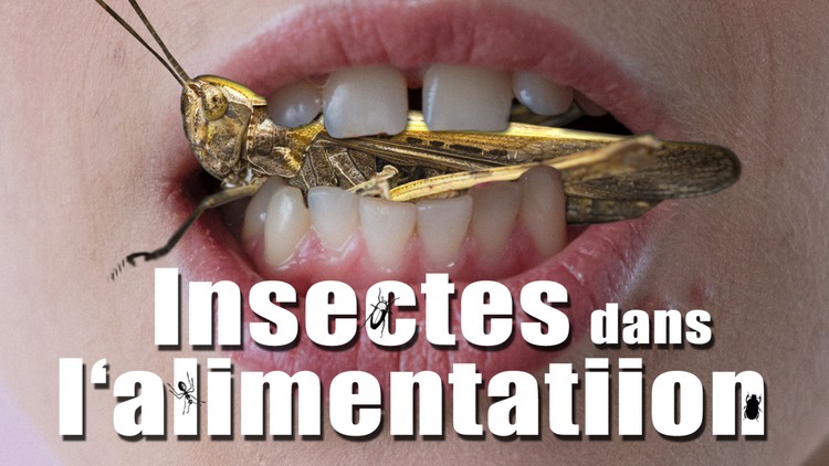 Dégoûtant – Le dossier « Insectes dans l'alimentation » | #Insectes ...